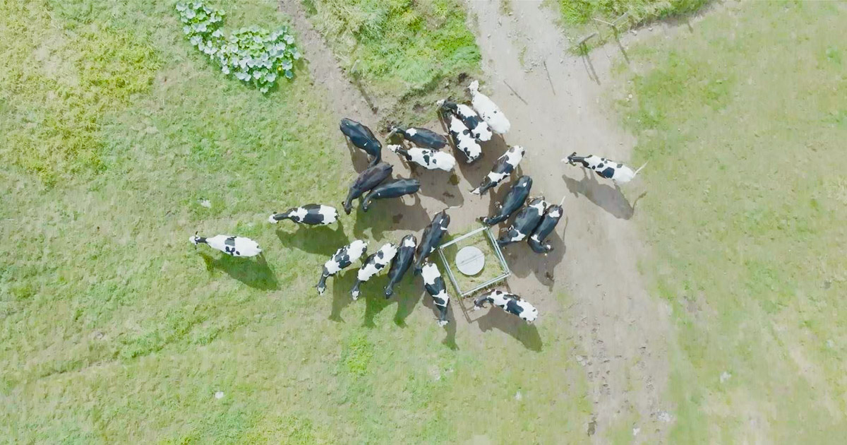 Innovative Feeding Strategies for Cows—A Joint Initiative for Dairy ...