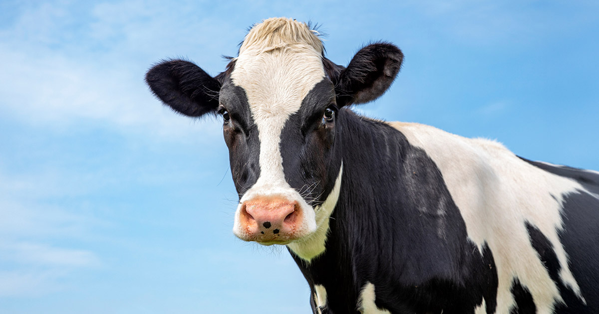 Tackling Methane Emissions from Dairy Farming, One Cow Burp at a Time ...